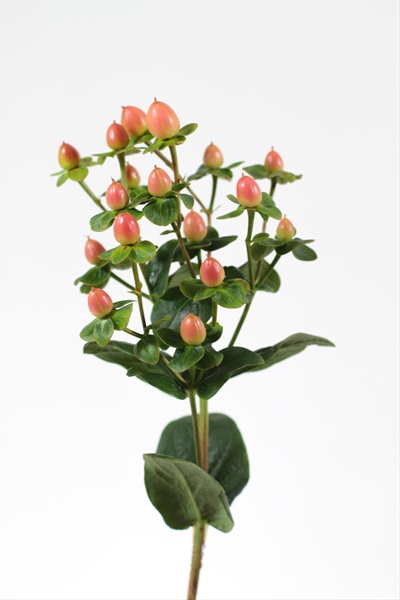 Peach Hypericum Berries
